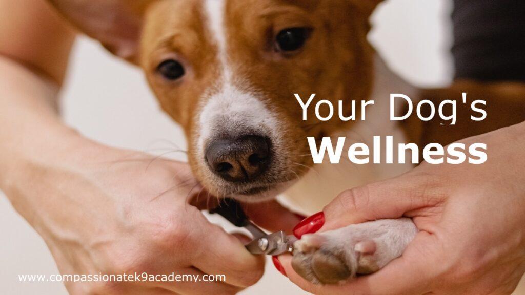 5 Simple Steps to Improve Your Dog’s Wellness – Compassionate K9 Academy